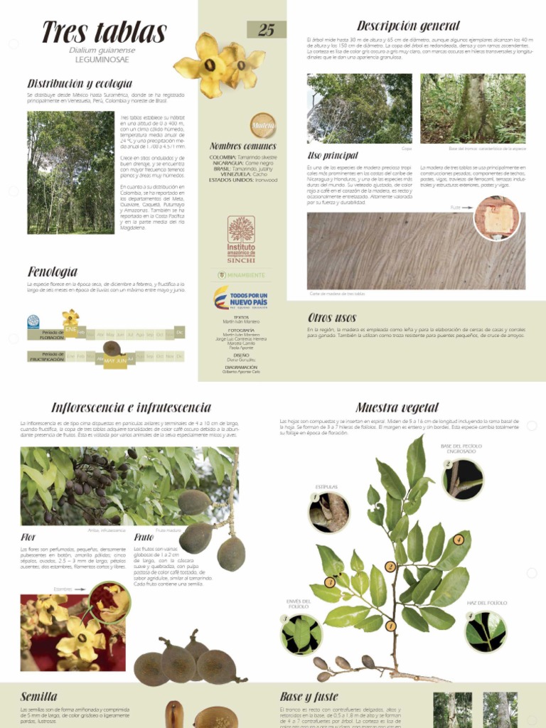 Fichas Tecnicas de Especies de Uso Forestal y Agroforestal de La ...