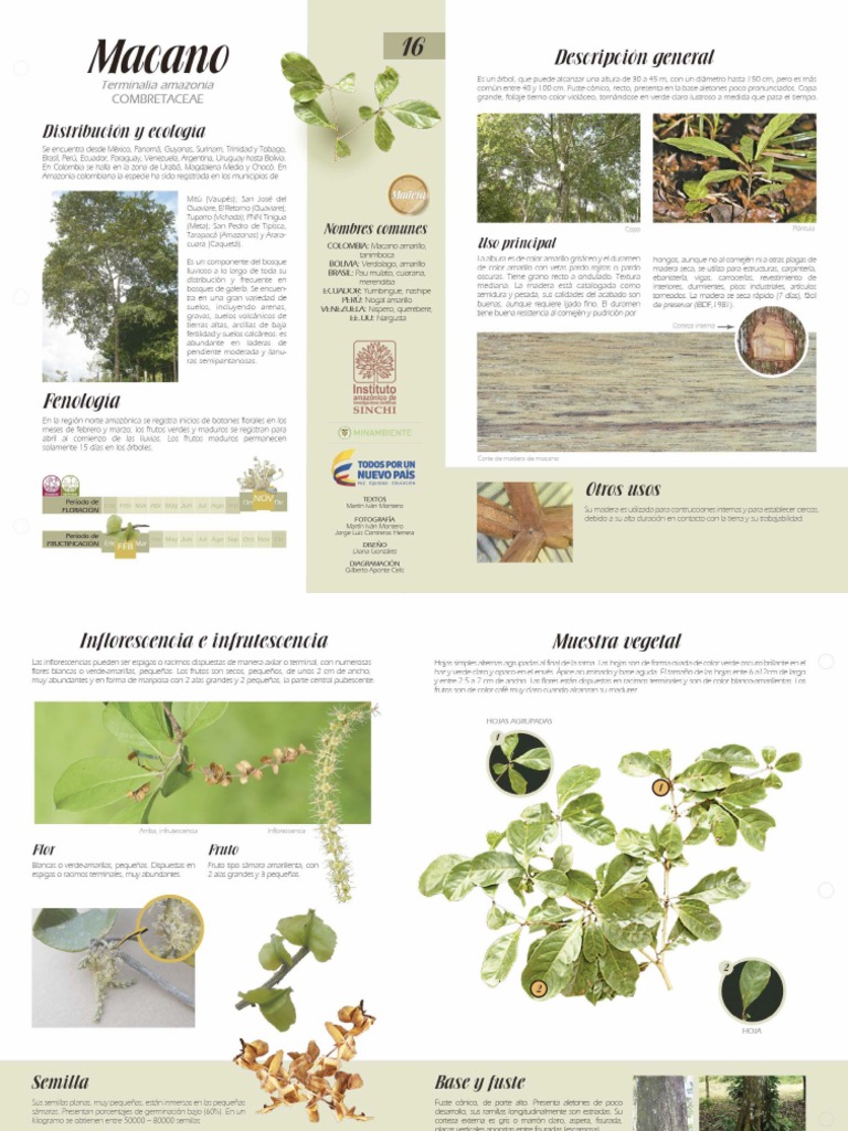 Fichas Tecnicas de Especies de Uso Forestal y Agroforestal de La ...