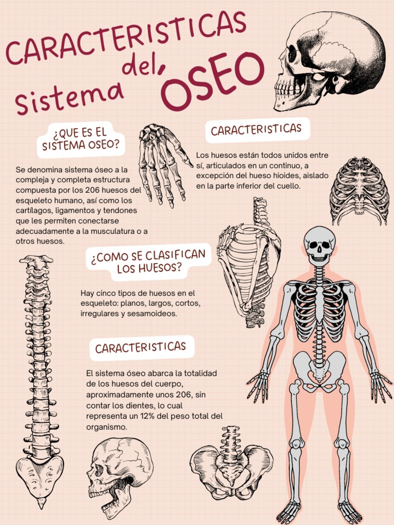Sistema Oseo | PDF | Esqueleto | Hueso