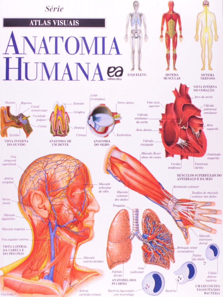 Resumo Anatomia Humana Atlas Visuais Varios Autores Pdf