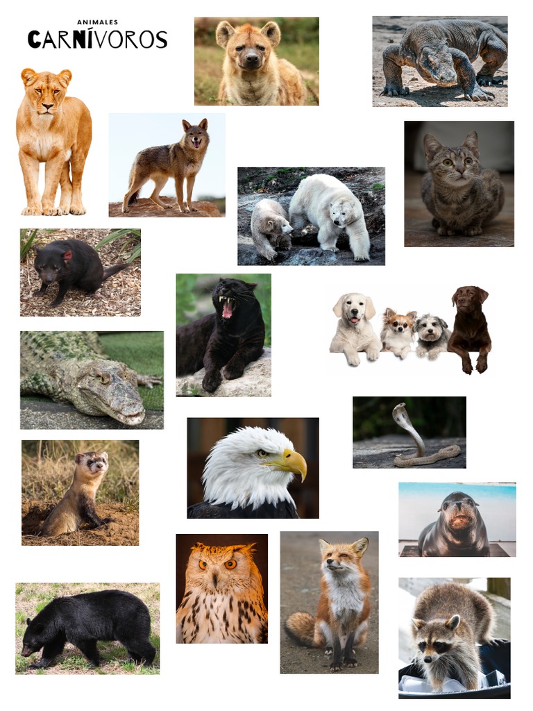 Animales | PDF