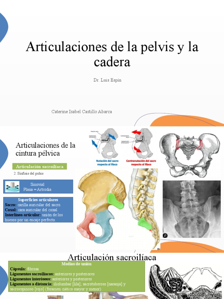 Articulaciones Pelvis y Cadera: Detalles | PDF | Articulación | Pelvis