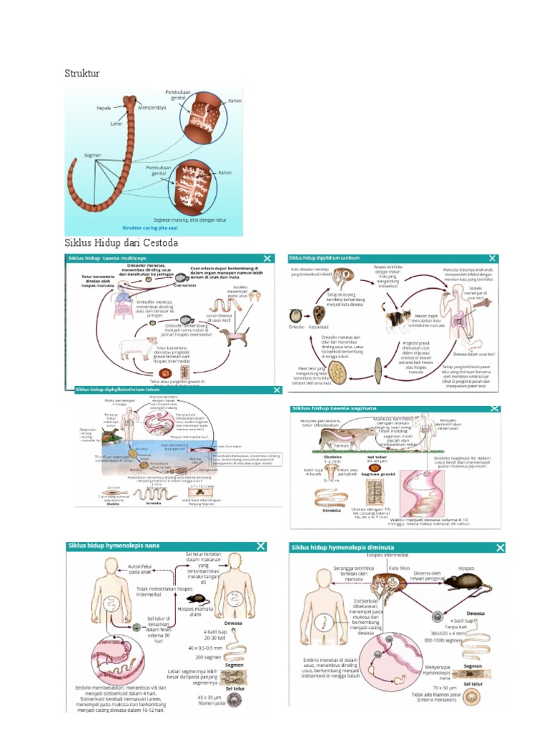 Ciri dan Contoh Cestoda Parasit | PDF