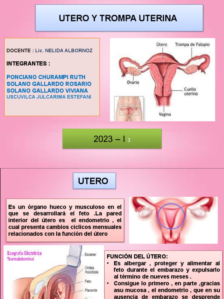 Utero | PDF | Útero | El embarazo