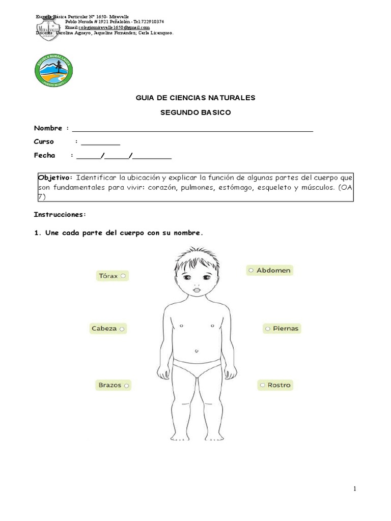 Guía del Cuerpo Humano para Niños | PDF