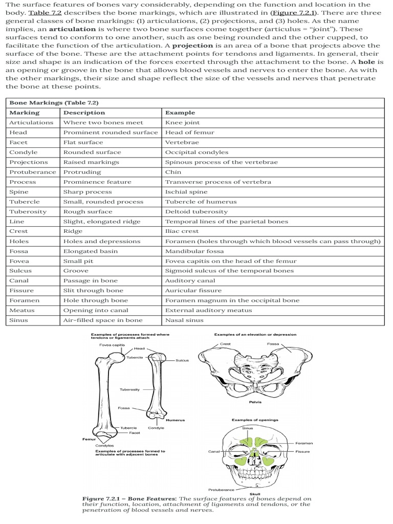 7.2 Bone Markings – Anatomy & Physiology | PDF | Vertebra | Vertebral ...