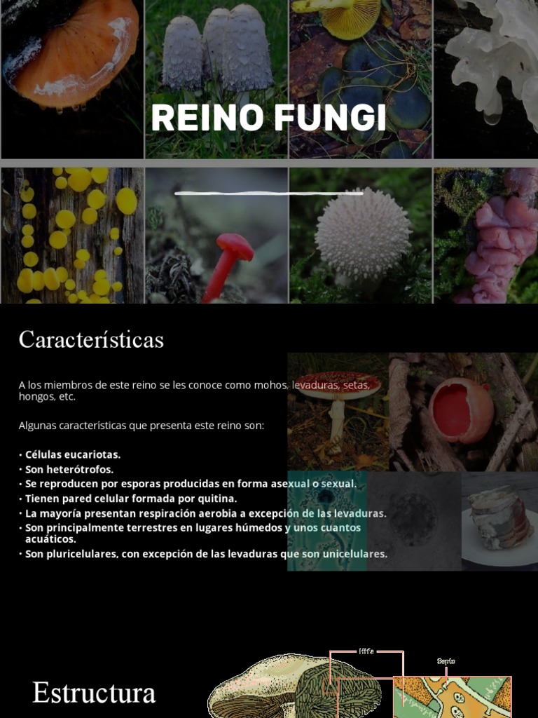 Reino Fungi | PDF | Hongo | Organismos