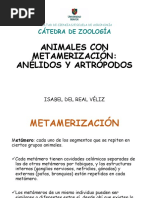 Metamería y Tagmatización en Animales | PDF | Science | Zoología