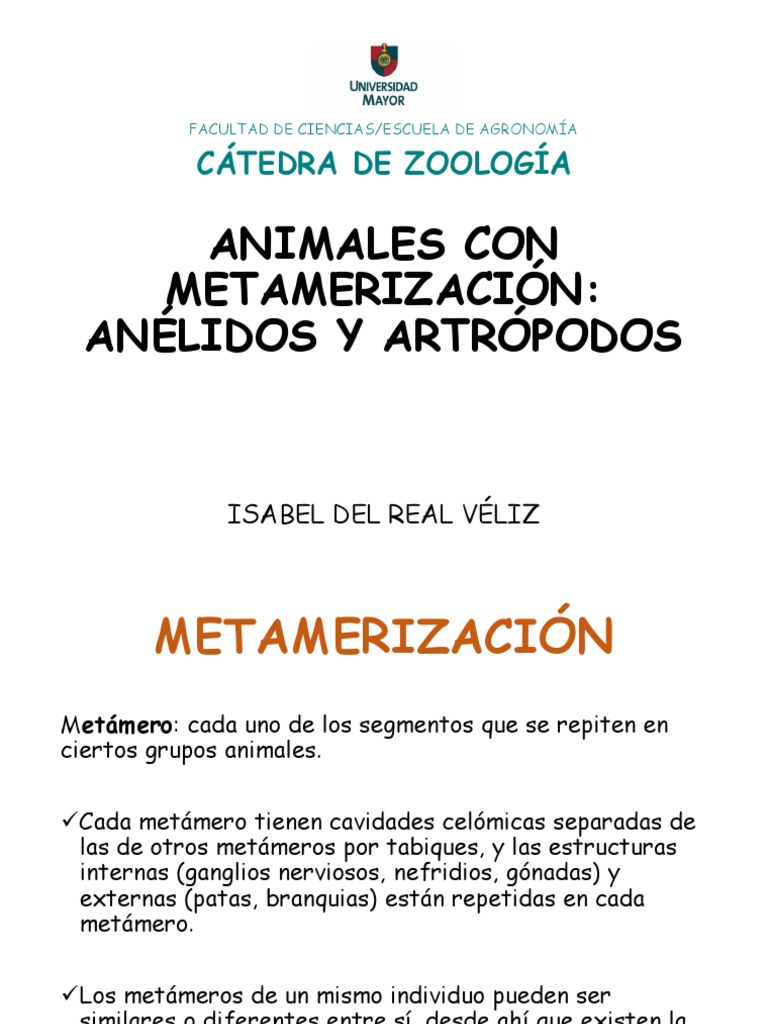Presentación 10. Animales Con Metamerización. | PDF