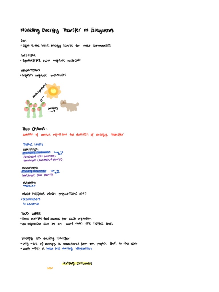 Energy Flow and Ecological Pyramids | PDF | Science & Mathematics