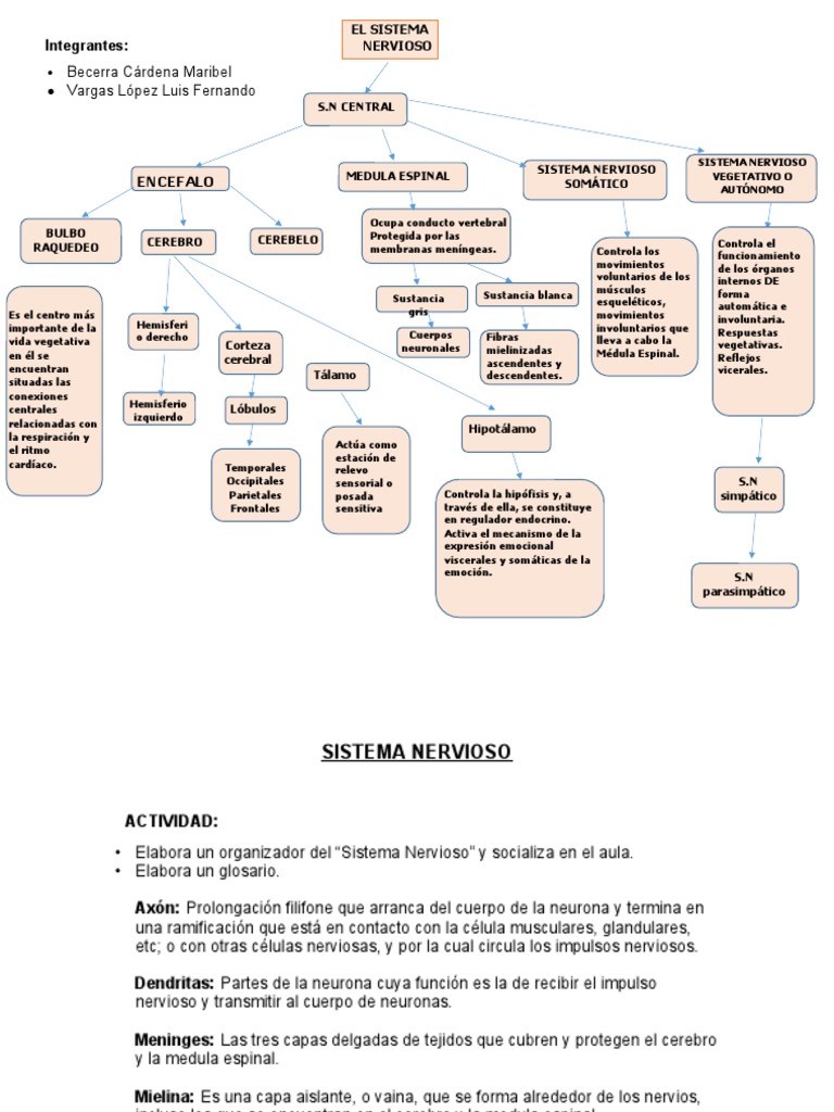 Mapa Conceptual S.N | PDF | Cerebro | Sistema nervioso
