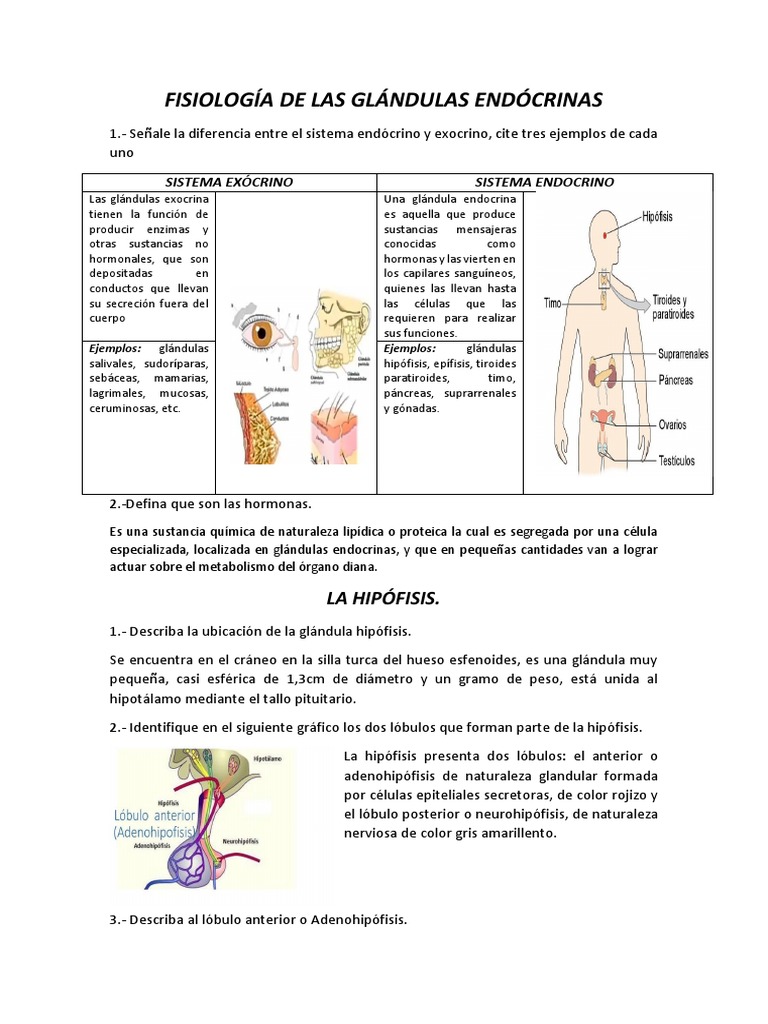 El Sistema Endócrino-Materia | PDF | Tiroides | Hormona estimulante de la tiroides