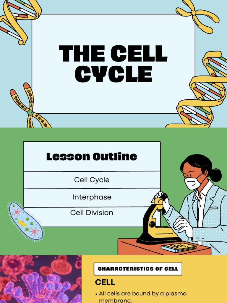 The Cell Cycle | PDF | Mitosis | Cell Cycle