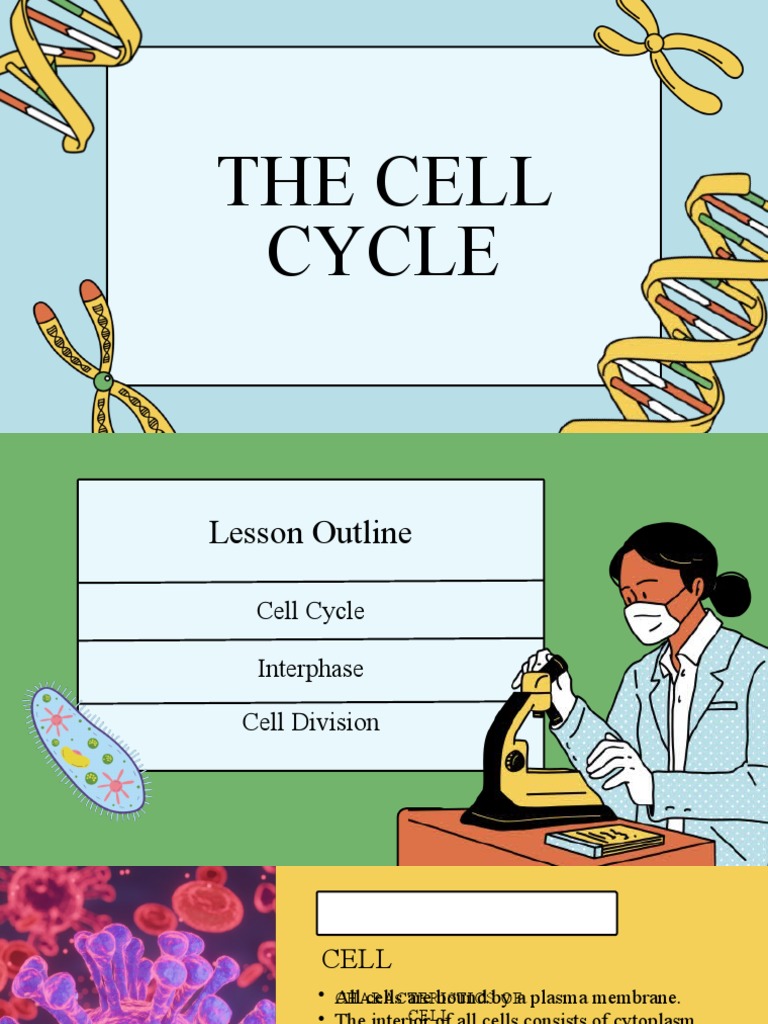 Cell Cycle | PDF | Mitosis | Cell (Biology)