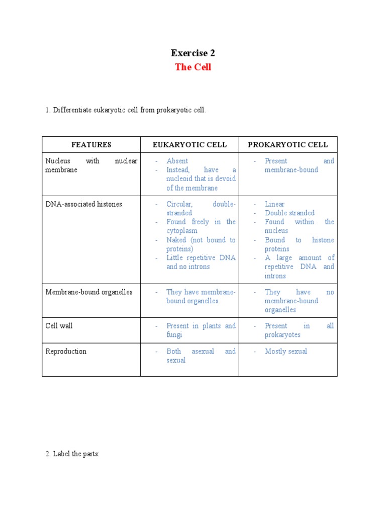 The Cell: Exercise 2 | PDF | Cell (Biology) | Cell Nucleus