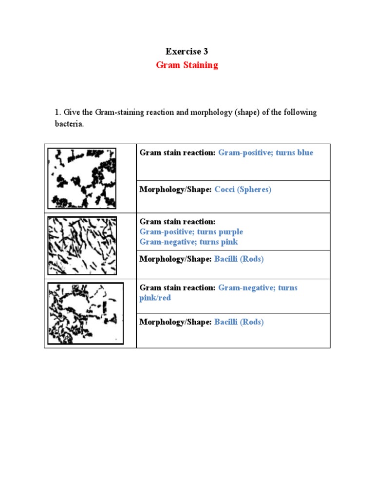 Gram Staining: Exercise 3 | PDF | Gram Positive Bacteria | Gram ...