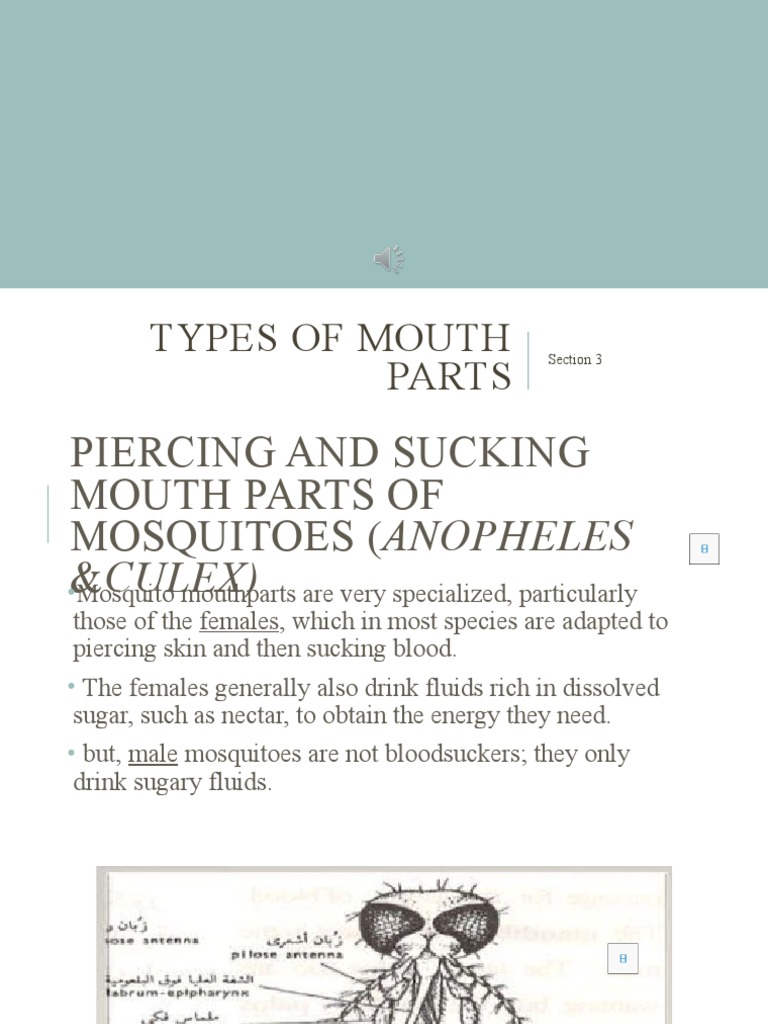 Types of Mouth Parts | PDF
