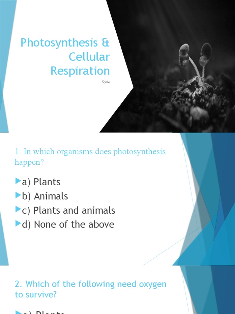 Quiz Photosynthesis | PDF | Cellular Respiration | Photosynthesis