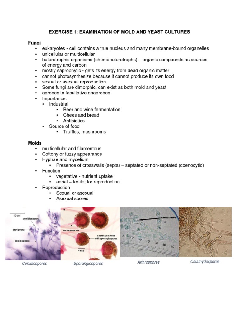 Fungal Cultures: Molds and Yeasts Overview | PDF | Yeast | Fungus
