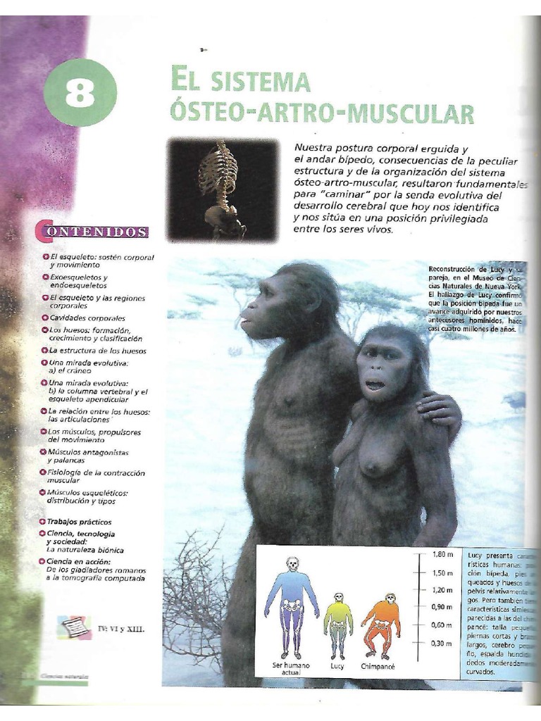 Sistema Osteo Artro Muscular | PDF