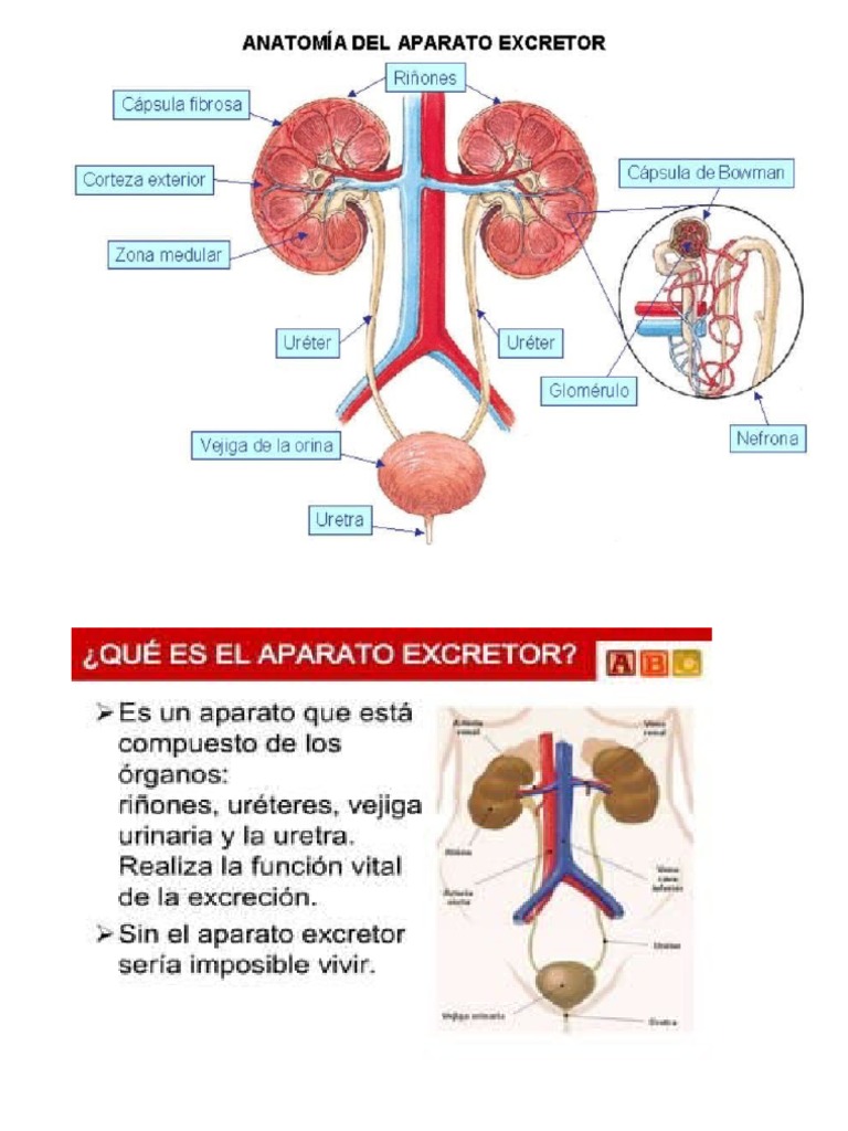 El Sistema Excretor | PDF