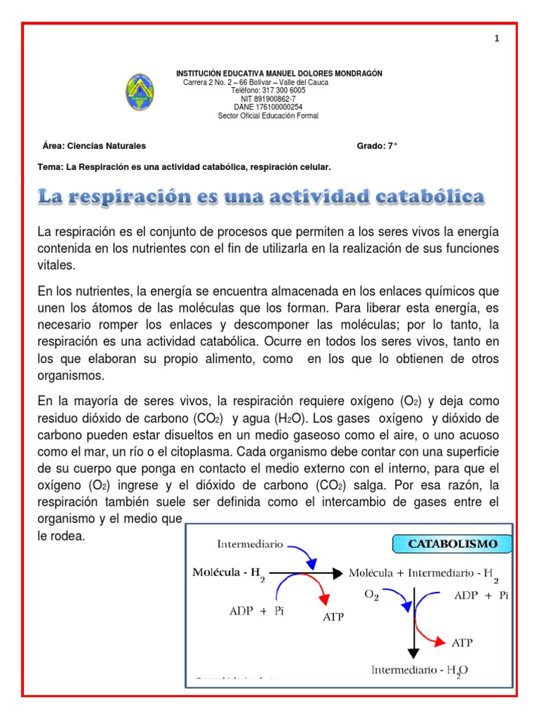 Área: Ciencias Naturales Grado: 7° Tema: La Respiración Es Una ...
