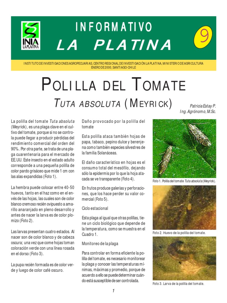 Tuta Absoluta Pdf Agricultura Insectos Y Humanos