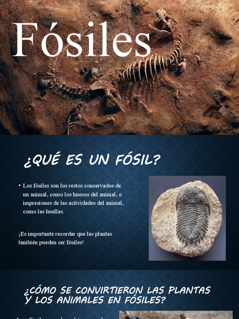 Fo Siles Pdf Fósil Geología