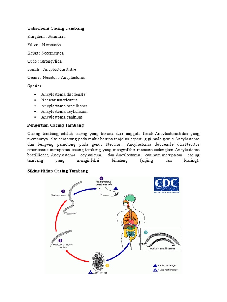 Taksonomi Cacing Tambang | PDF | Sains & Matematika