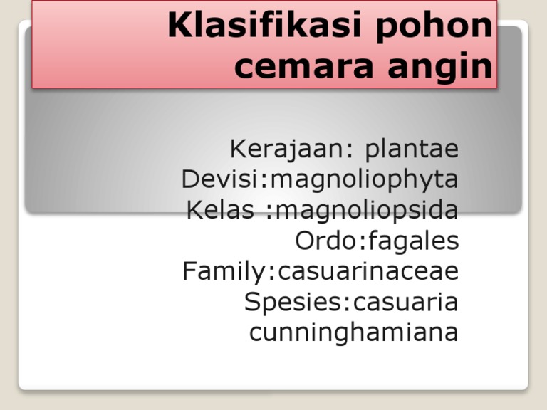 Klasifikasi Pohon Cemara Angin | PDF