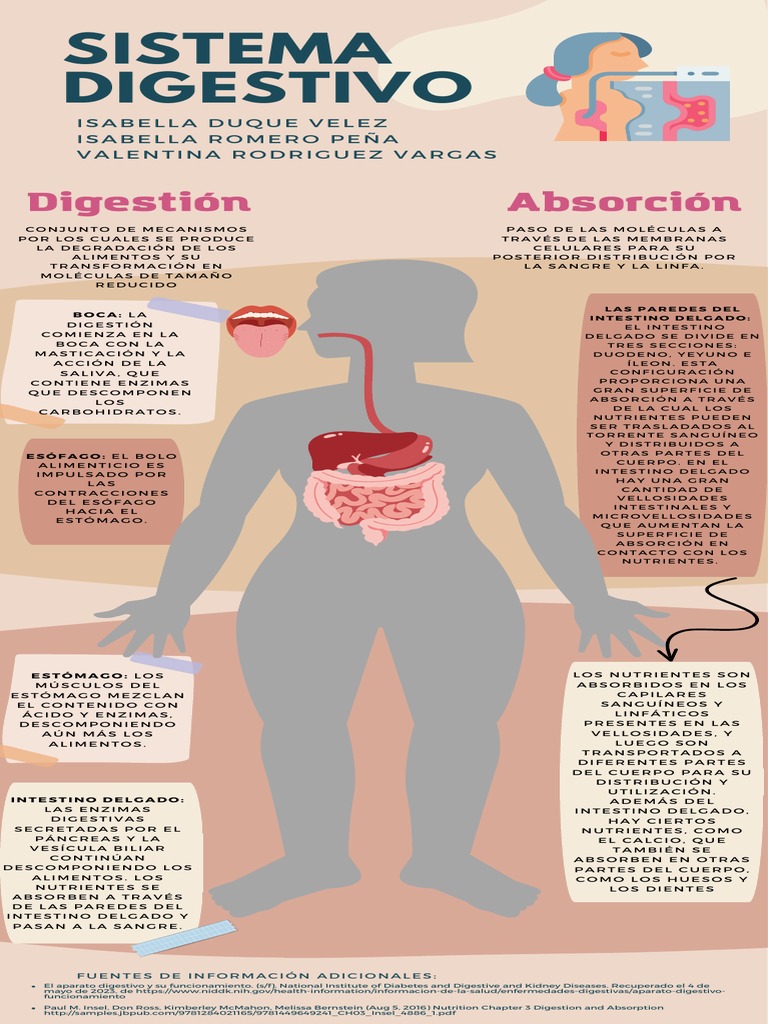Infografía Digestión y Absorción | PDF | Digestión | Sistema digestivo ...