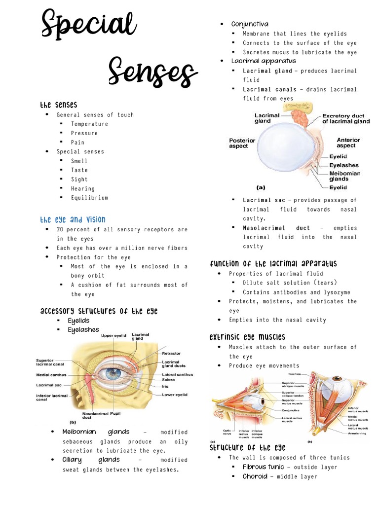 Special Senses | PDF | Senses | Ear Special Senses | PDF | Senses | Ear