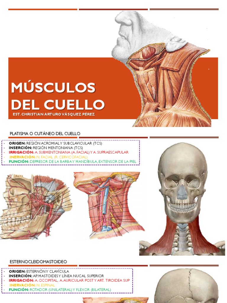 Músculos Del Cuello | PDF | Anatomía | Tejido suave
