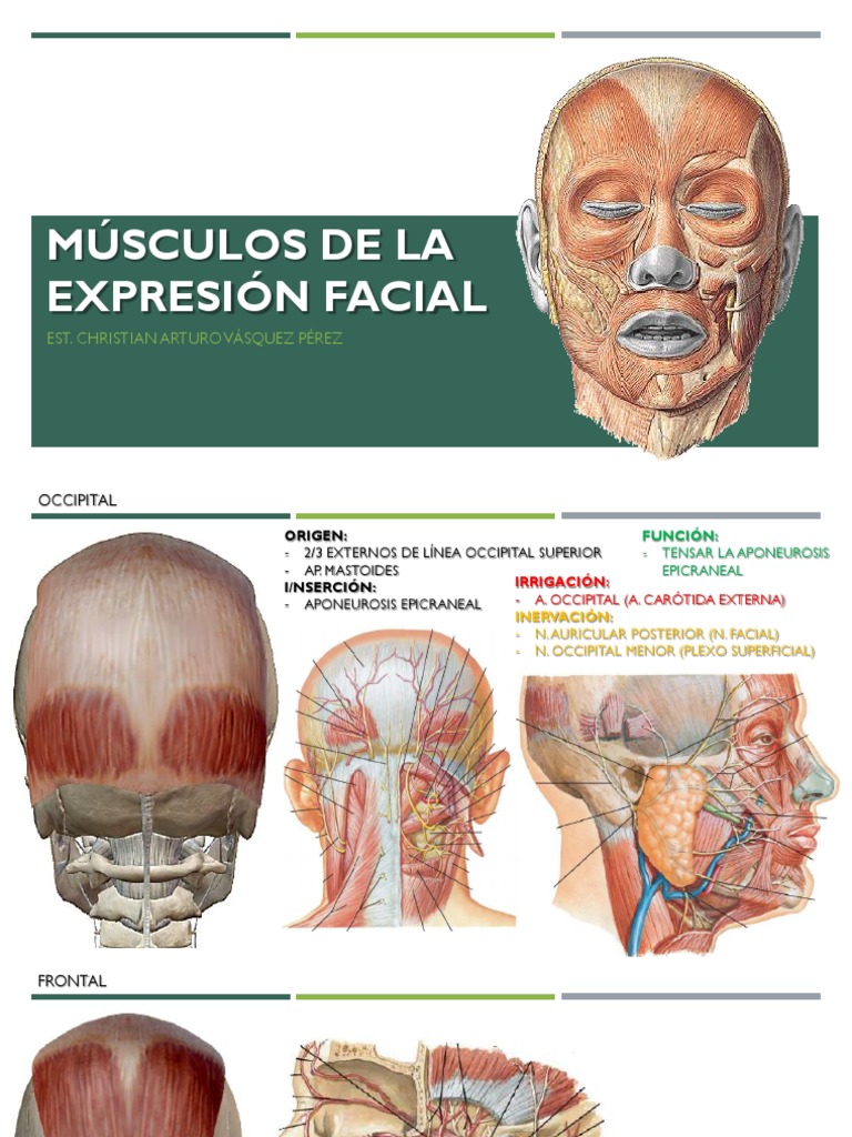Músculos de La Expresión Facial | PDF | Nariz humana | Anatomía