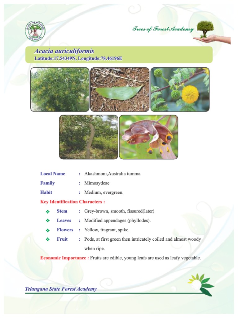 Trees of Forest Academy by FRO Trainees (5th Batch) Final (10!08!18 ...