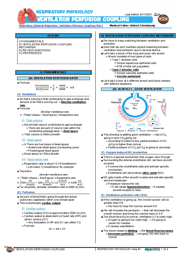 230 - Respiratory Physiology) External Respiration - Ventilation ...