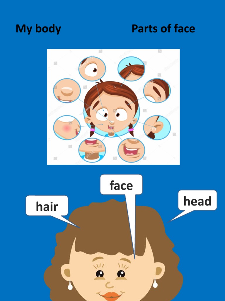 Parts of Face | PDF