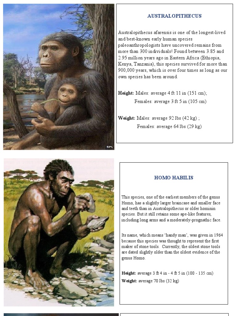 Evolution of Man | PDF | Homo | Human