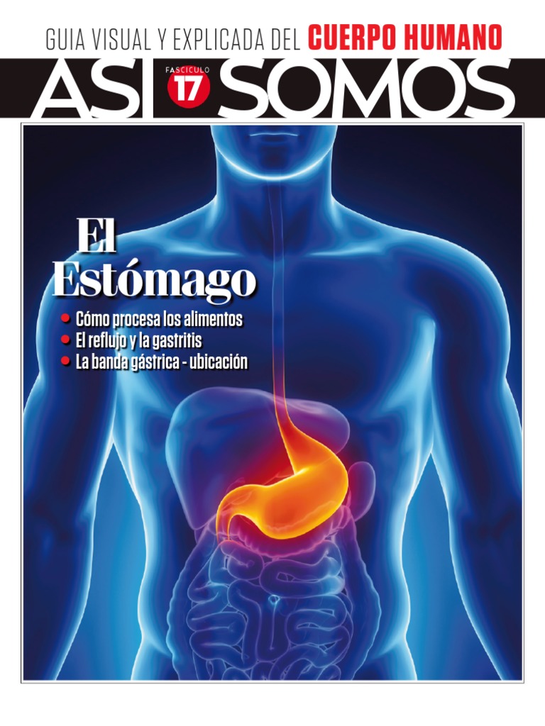 Anatomía y Función del Estómago Humano | PDF | Estómago | Morfología ...