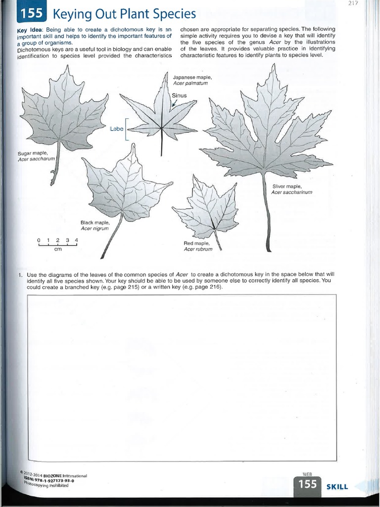 Keying Out Plant Species | PDF | Home & Garden