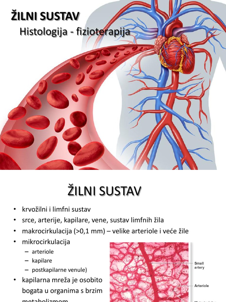 Žilni Sustav | PDF
