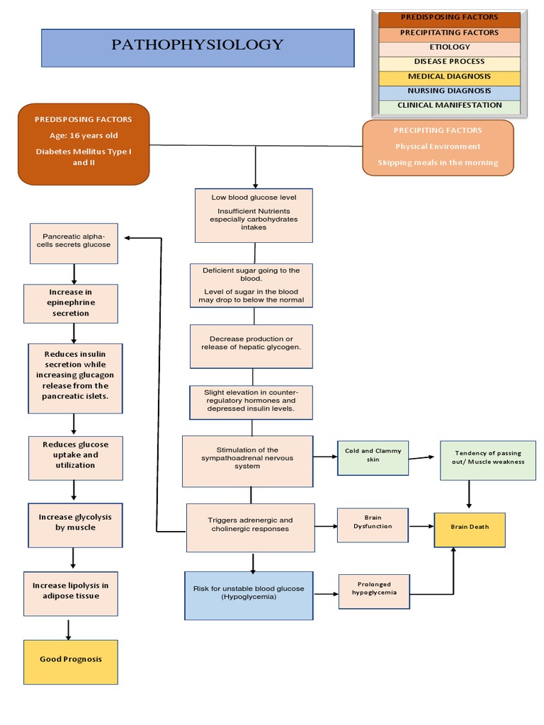 PATHOPHYSIOLOGY | PDF | Hypoglycemia | Insulin