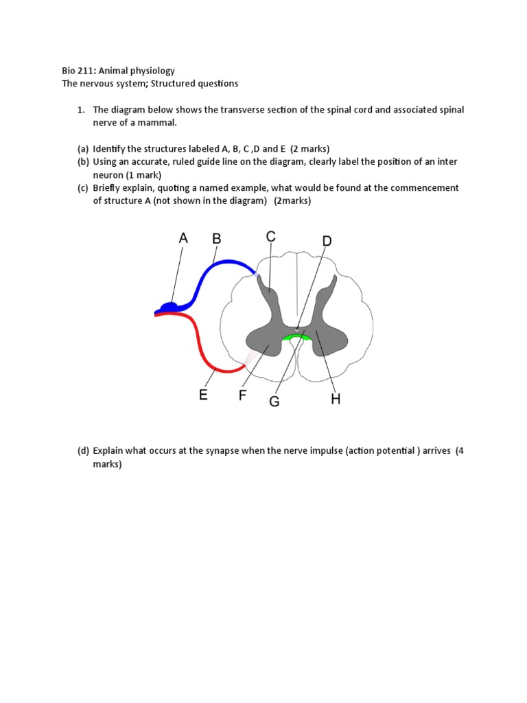 Nerve Structured Questions | PDF | Teaching Methods & Materials ...