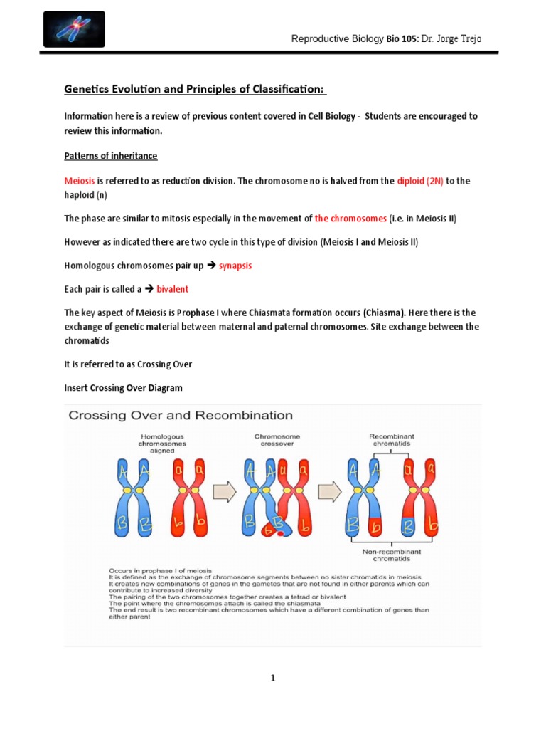 Patterns of Inheritance NOTES | PDF | Dominance (Genetics) | Meiosis