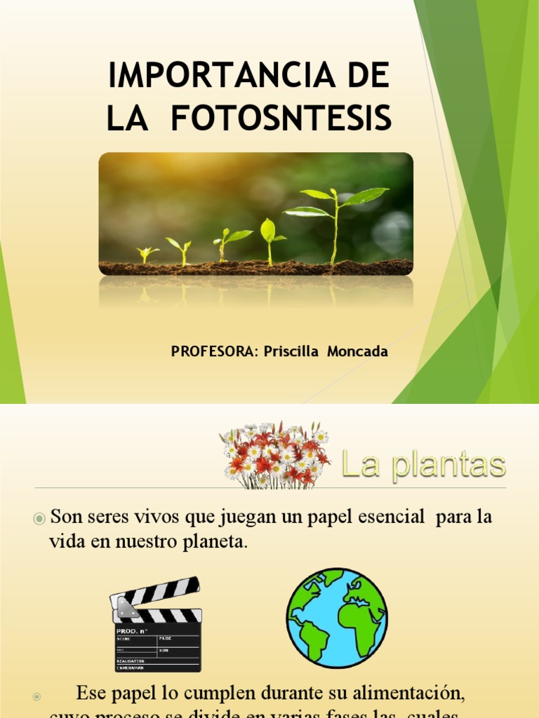 PPT, Fotosintesis | PDF | Plantas | Fotosíntesis