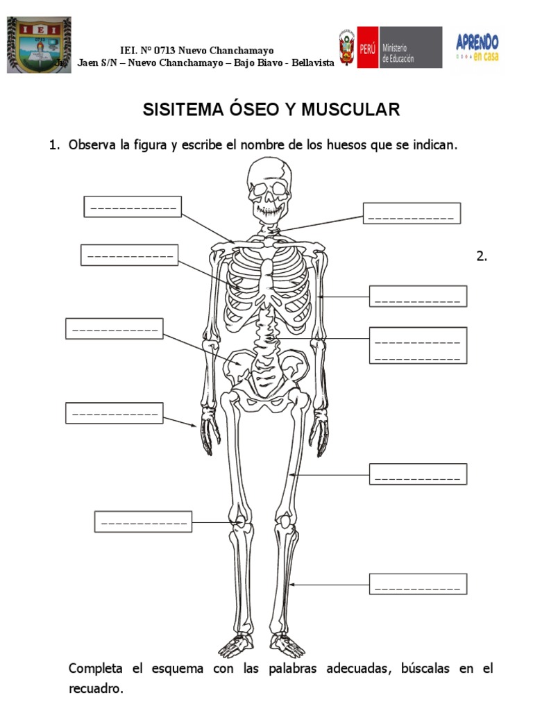 Sesion Cyt Jueves 16 Óseo y Muscular | PDF | Hueso | Músculo