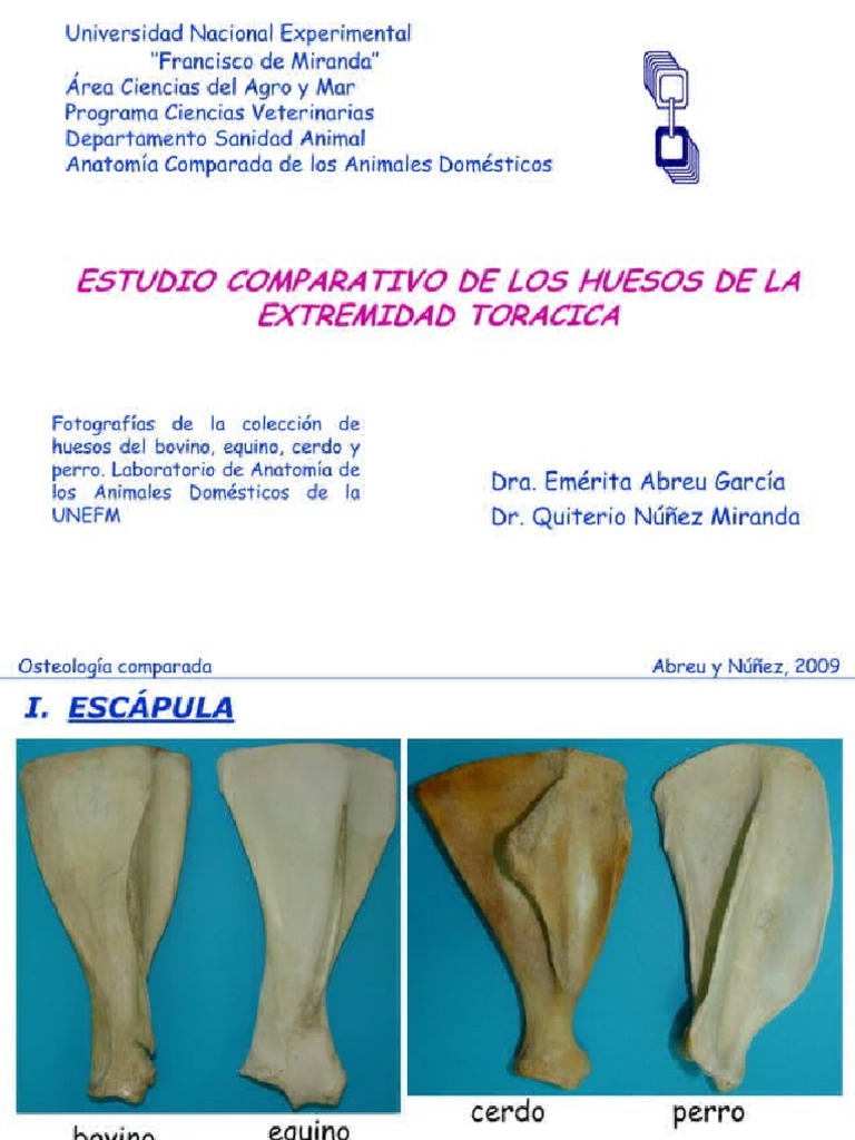 Anatomia Comparada | PDF