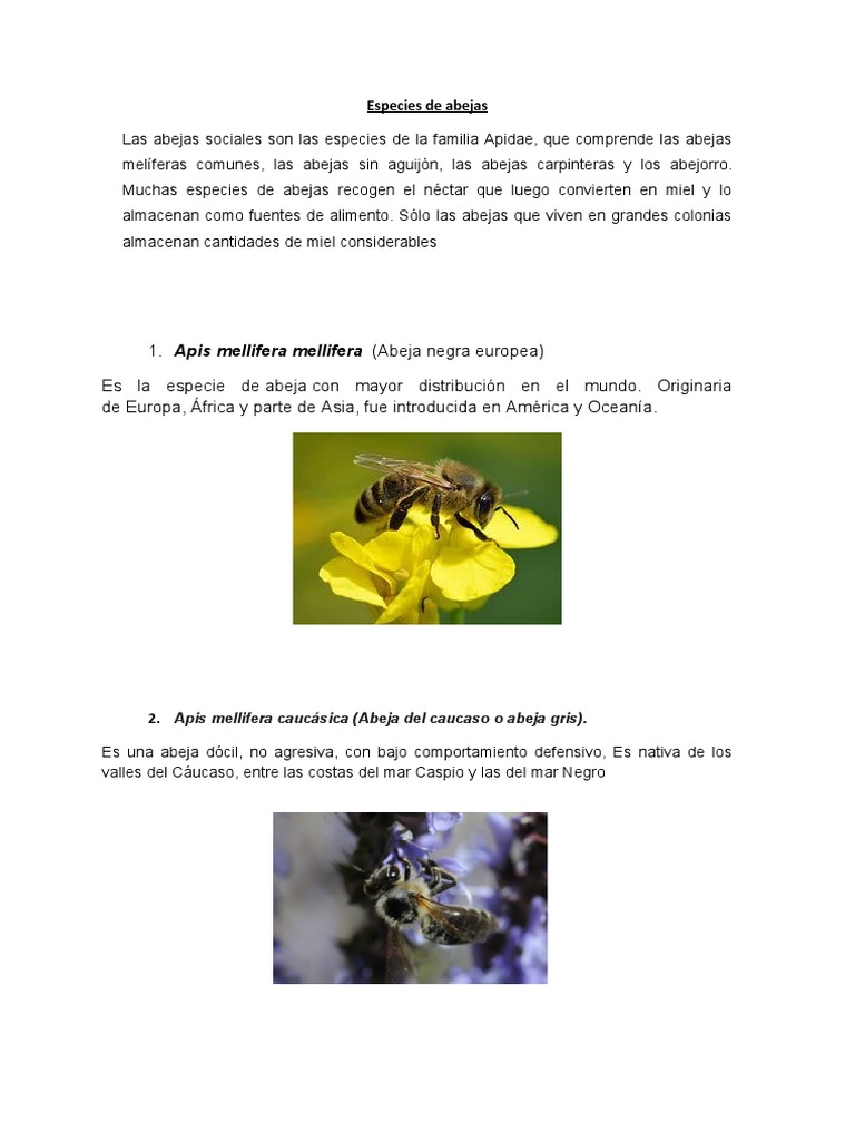 Especies de Abejas | PDF