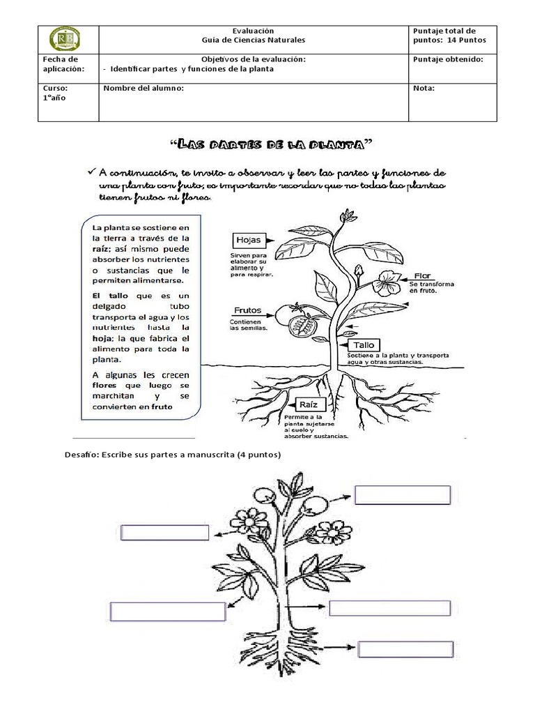 Evaluación Guia Partes de La Planta | PDF | Artes del Lenguaje y ...