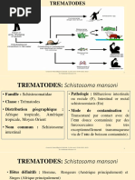 Classification SISTA 2022 | PDF | Émail dentaire | Dent
